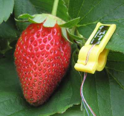 Leaf Sensor - The How to Use page